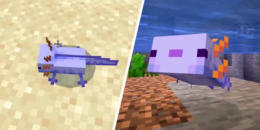 Cara Termudah Mendapatkan Axolotl Biru di Minecraft - Haluan Row